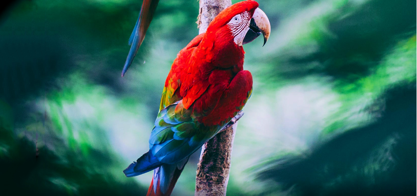 La Flore et la Faune de l'Ile Maurice